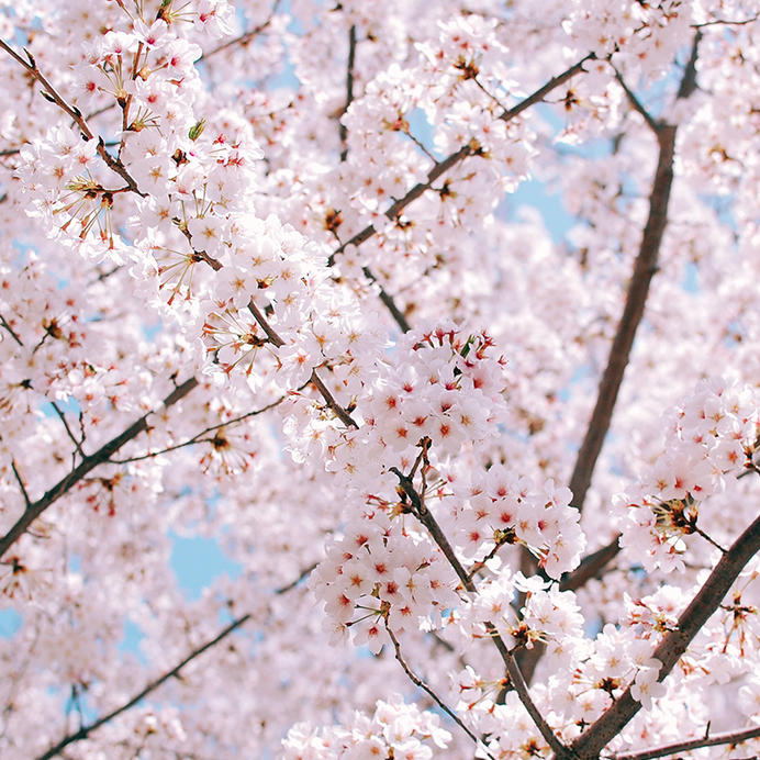 [Official]The Singulari Hotel & SkySpa at Universal Studios Japan ...